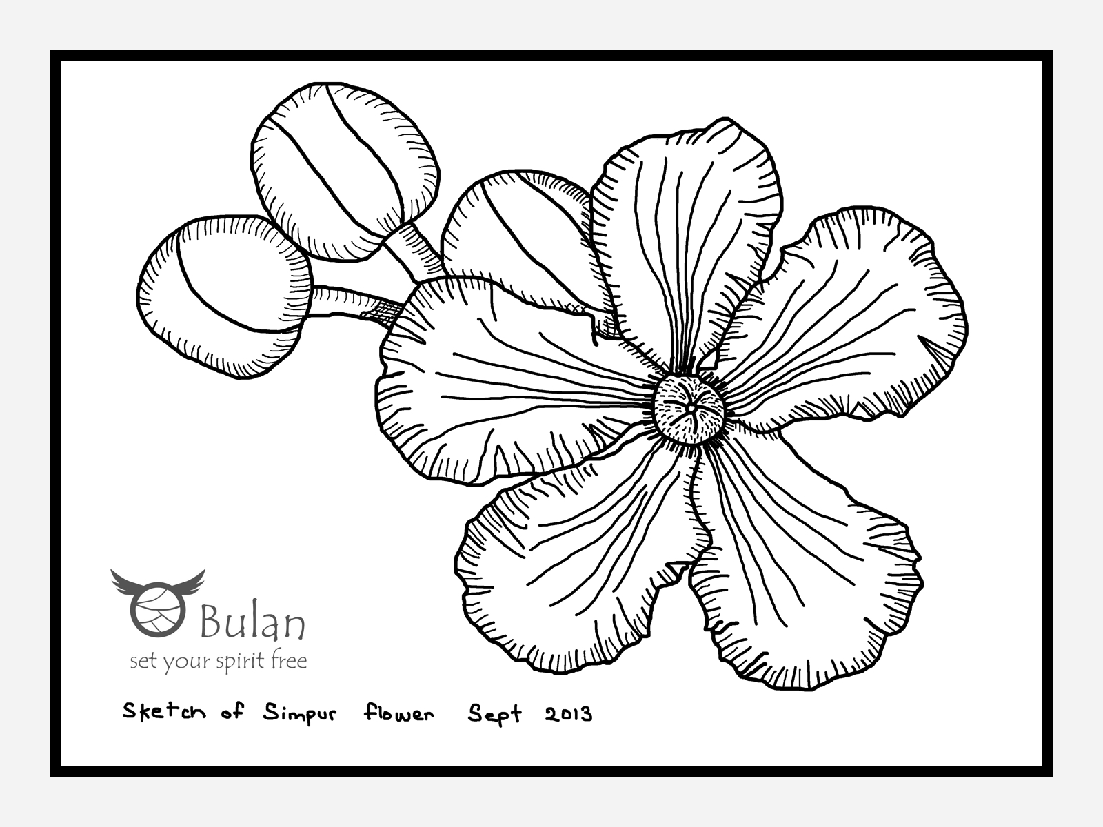 Sketch of the day no 130: Simpur flower – BulanLifestyle.com