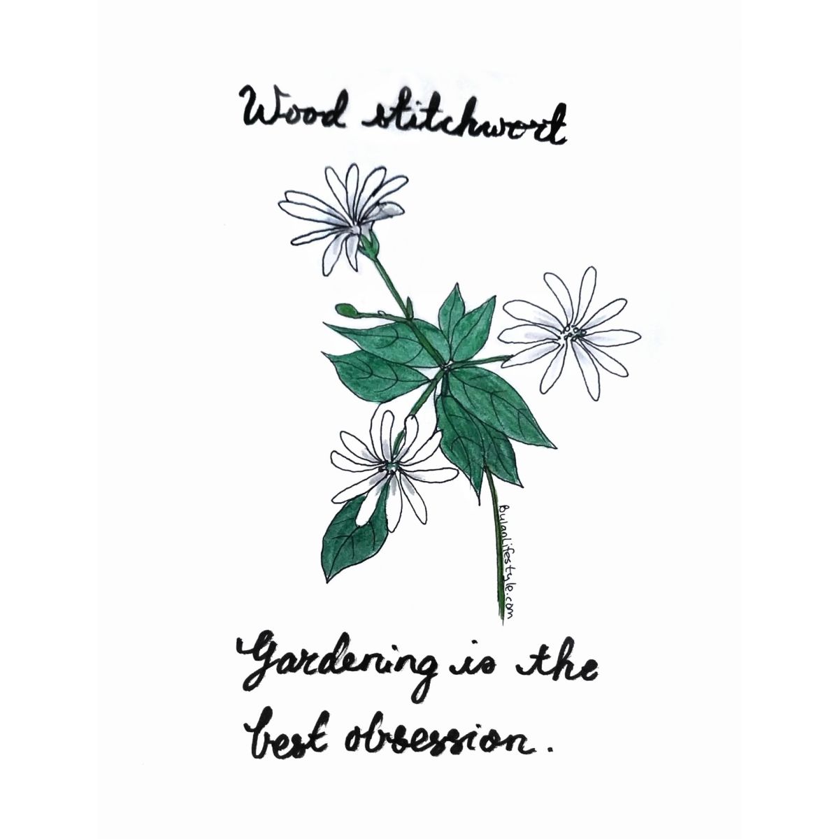 Drawing of wood stitchwort – BulanLifestyle.com